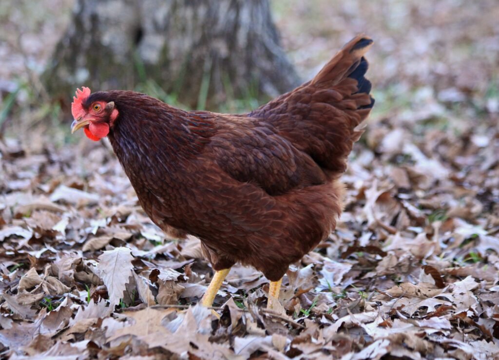 Rhode Island Red Chicken - Feathered Harvest