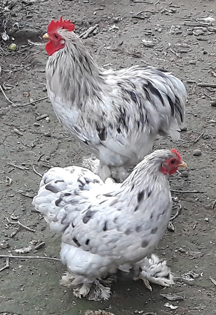 standard cochin chickens for sale - Feathered Harvest
