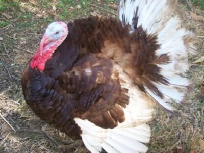 Bourbon Red Turkey - Feathered Harvest